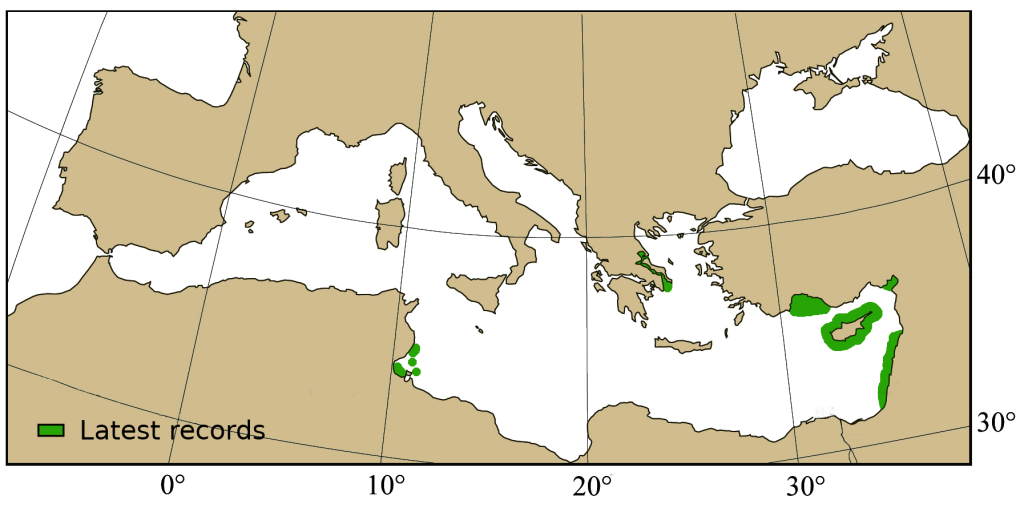 Dasyatis marmorata – Guide of Mediterranean Skates & Rays