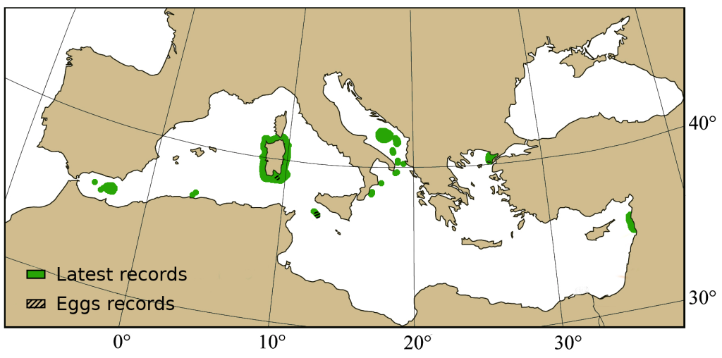 Dipturus nidarosiensis – Guide of Mediterranean Skates & Rays