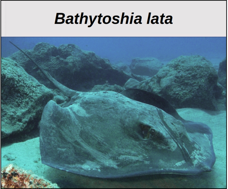 CIESM Guide of Skates & Rays – Guide of Mediterranean Skates & Rays