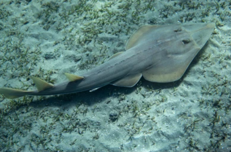 Glaucostegus halavi – Guide of Mediterranean Skates & Rays