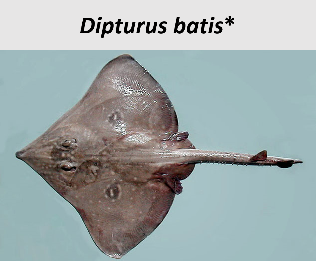 CIESM Guide of Skates & Rays – Guide of Mediterranean Skates & Rays