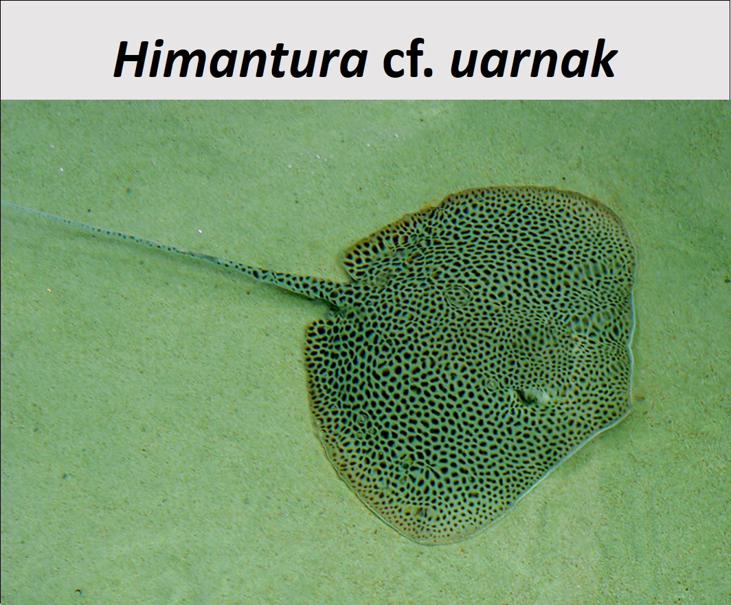 CIESM Guide of Skates & Rays – Guide of Mediterranean Skates & Rays